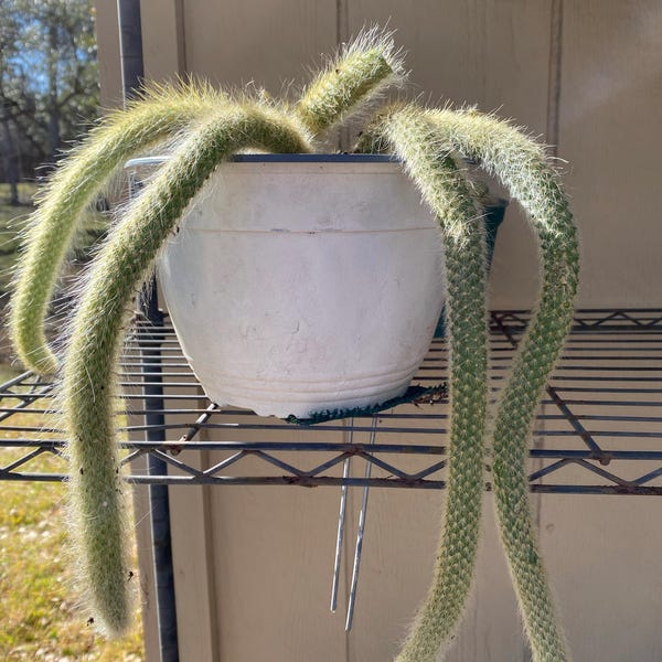 6" Monkey Tail Cactus | Hildewintera Hanging Pot Long and Hairy Tails ...