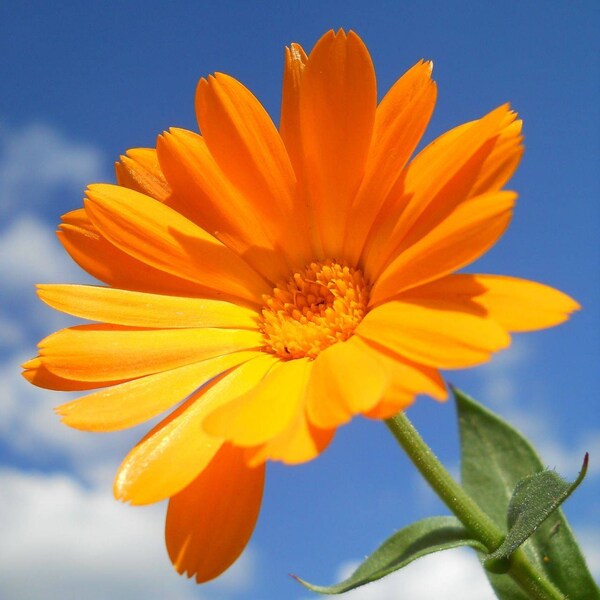 RED Oracle Deck - Etsy