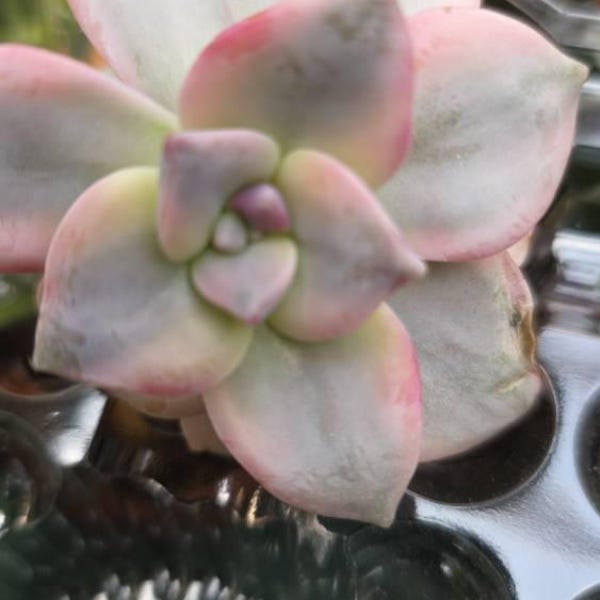 乌卅WASA Professional Succulent Pot/all Hand-drawn Embryo, Hand-carved ...