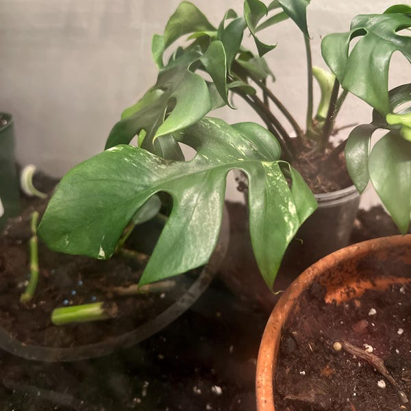 Hoya ALBO Variegated Polyneura ROOTED Cutting ONE Node Cutting Grower's ...