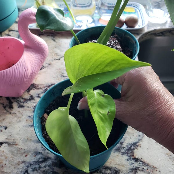Monstera Deliciousa Live Indoor Plant, Easy Care Low Light Houseplant ...