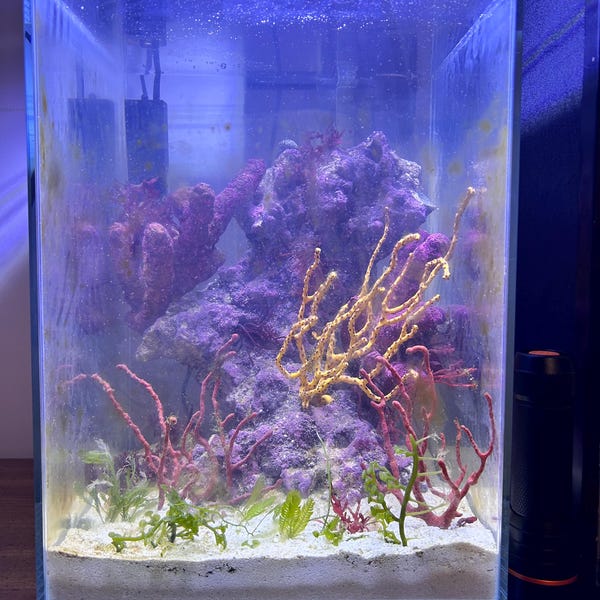 LIVE | 10-pack Macro Algae Sampler | Macro Algae/macroalgae Coral for ...