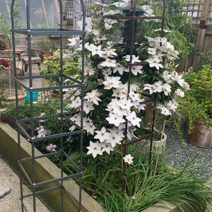 Rose Plant Support Plant Stake Traditional Gardening garden Supports ...