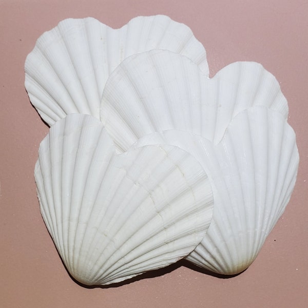 Heart Shape Scallop Shell I Semi-white Irish Baking Clam | Heart Shaped ...