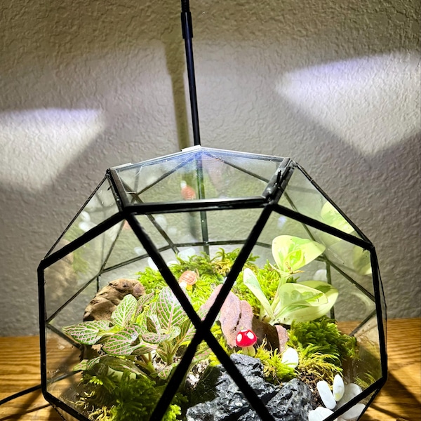 Complete Closed Terrarium Kit With Live Plants and Live Moss, Bioactive ...