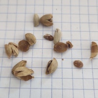 20 Sun Face Orchid Flower Seed and 20 Egret Orchid Flower Seed Plus ...