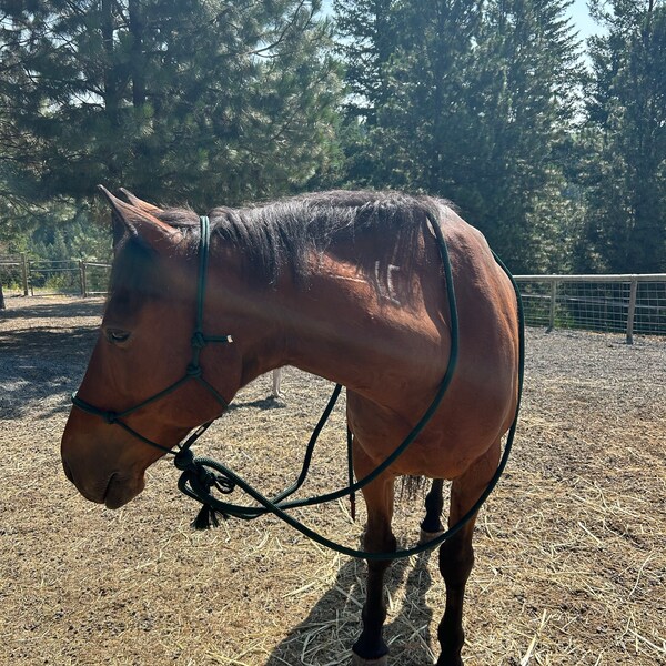 Rope Halter & Mecates - Natural Horsemanship Hackamore - 21 Colors - 2 ...