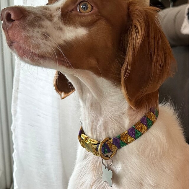 swankypet - Etsy