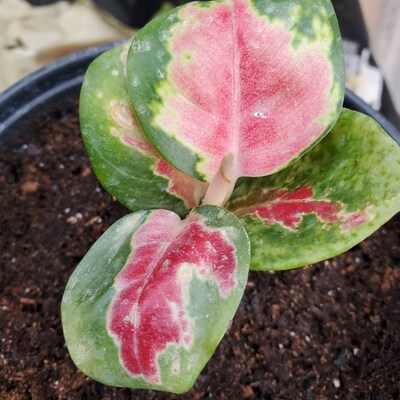 Alocasia Dragons Tooth Starter Plant must Buy A Minimum of ANY 2 PLANTS ...