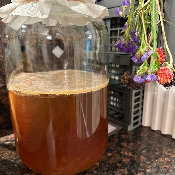 Live and Active Scoby Kombucha Starter Culture With Instructions and 4 ...