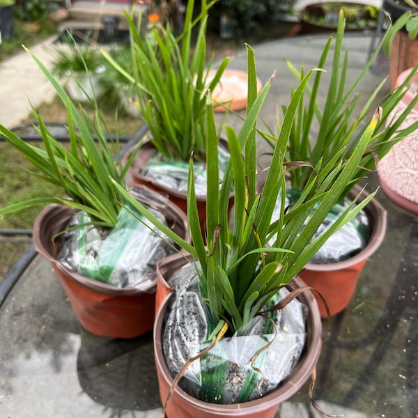 Prairie Ninebark (native Plant) Physocarpus Opulifolius - Etsy