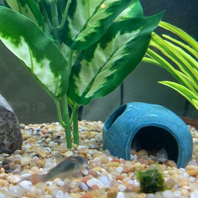 Small Fish Hide MADE TO ORDER Betta Fish Cave Small - Etsy