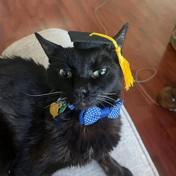 Mini-sized Graduation Cap Cat Hat for Your Cat FREE SHIPPING! Add-on ...