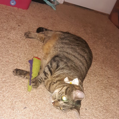 Severed Leg Catnip Toy / Zebra Leg / Cat Toy / Pet Gift / Cat - Etsy