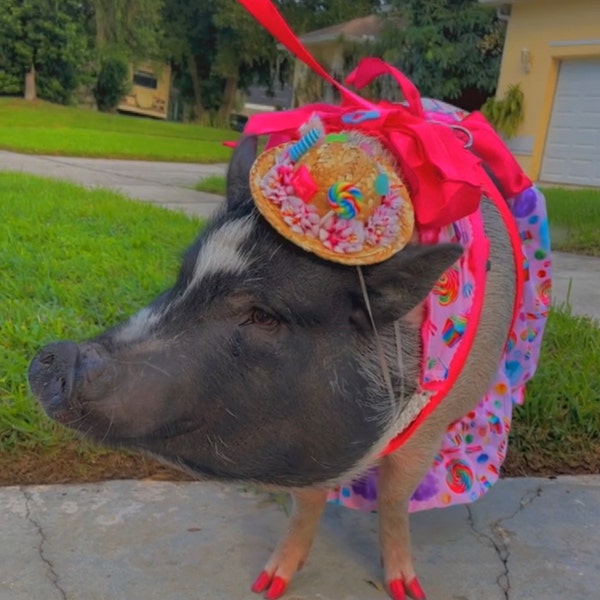 Skirt & Matching Bow Neck-band! Mini Pig Clothes, Pot Belly Pig Clothes ...