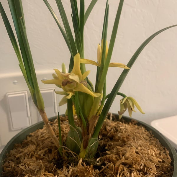 Pikake Plant. Single Flower Variety for Lei Making (pikake Lahilahi ...