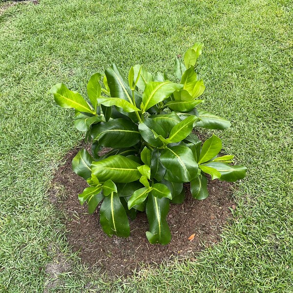 Pikake Plant. Single Flower Variety for Lei Making (pikake Lahilahi ...