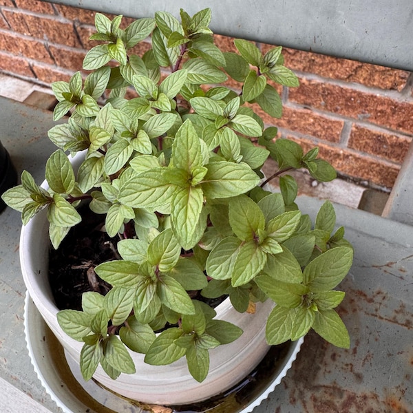 Curry Leaf Tree (sweet Neem) Live Plant - Etsy