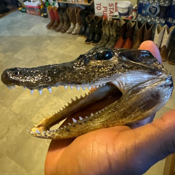 Five Alligator Heads From Genuine Louisiana Gator Taxidermy - Etsy