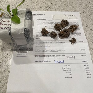 Gold Black Eyed Susan Vine Starter Plant ALL Starter Plants REQUIRE You ...