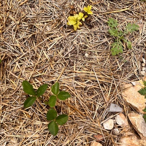 2 Raspberry Plants Joan J Completely Thornless, Everbearing, High ...