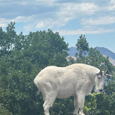 Lucki Shadow Tee Shirt Almost There SMD Flawless Merch T-shirt - Etsy