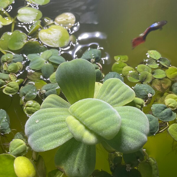 Water Lettuce, Pistia Stratiotes, Live Aquarium/aquatic/floating/pond ...
