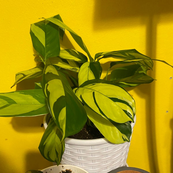Calathea Pilosa - Live Tropical Indoor Houseplant – Low Maintenance ...