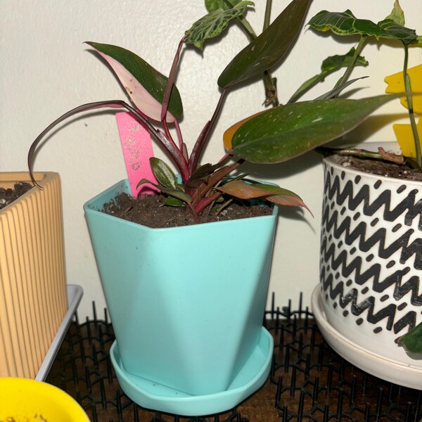 Athens Blue Princess Glory Bush Planttibouchina Urvilleanasmall Starter ...