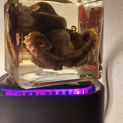 My Heart is Yours Pendant Real Rat Heart in a Glass Vial - Etsy