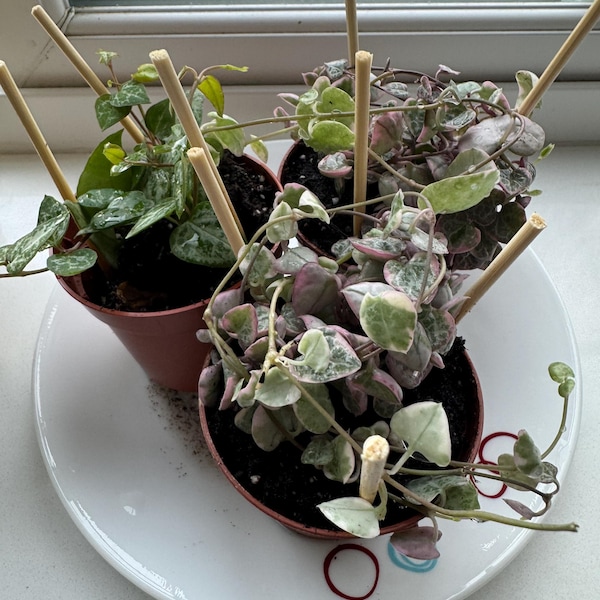 String of Turtles, 4 Inch Hanging Basket, Peperomia Prostrata, Turtle ...