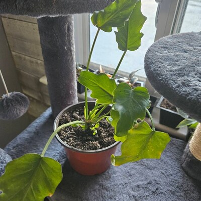 Alocasia Dragons Tooth Starter Plant must Buy A Minimum of ANY 2 PLANTS ...