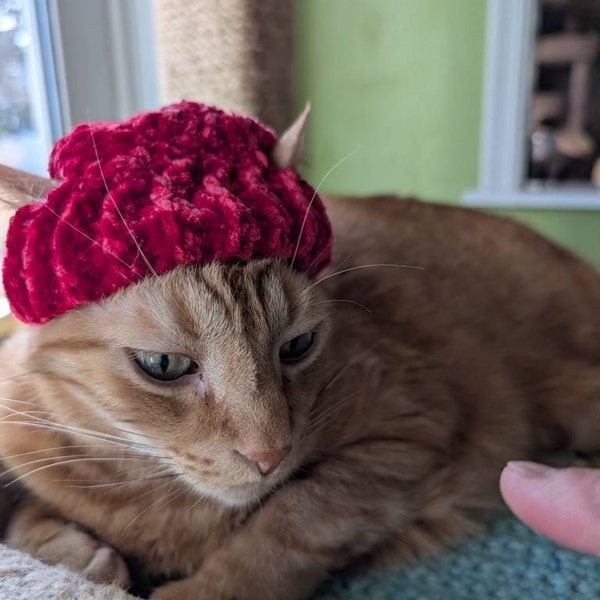 PATTERN - PDF DOWNLOAD - Crochet No-sew Square Cat Hat Adult Size - Etsy
