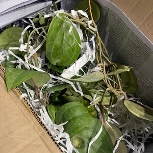 Hoya Multiflora Albomarginata hoya-variegated Phyto-cer:/// - Etsy