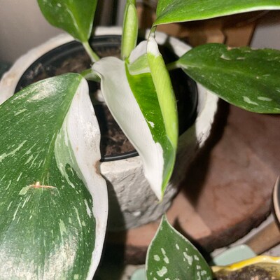 Variegated Ficus Triangularis Rare Variegated Triangularis - Etsy