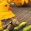 Tortoise Sweater, Turtle Crochet Costume, Easter Tortoise Chicken Cozy ...
