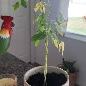 Moringa Oleifera Seeds Drumstick Seeds Malunggay Seeds Miracle Tree ...