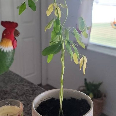 Moringa Tree Seeds Drumstick Seeds Moringa Malunggay Moringa Oleifera ...