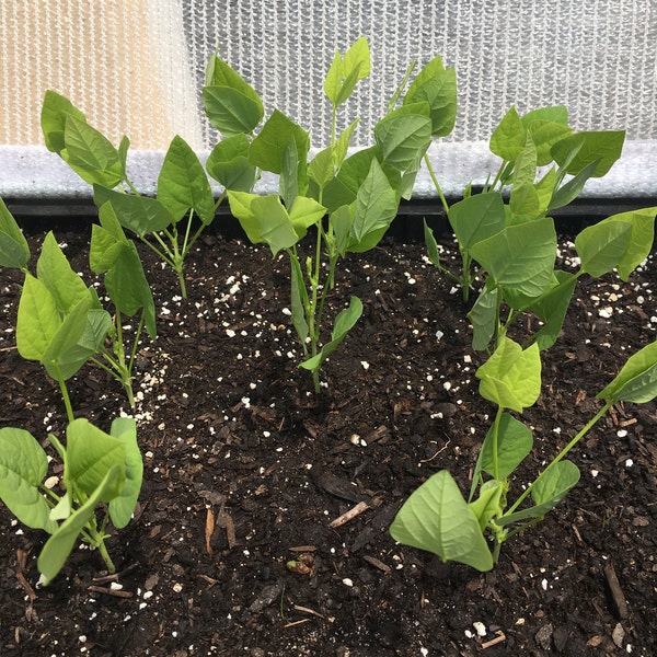 20 WINGED BEAN Seeds; Asparagus Pea, Wing Pea, Four Angled Bean; Dara ...