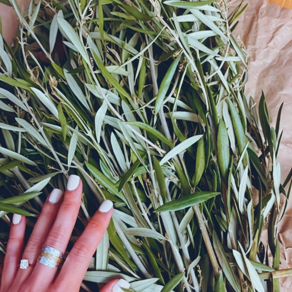 Fresh Olive Branches Perfect for Home Decor Olive Tree Bundle. Aromatic ...
