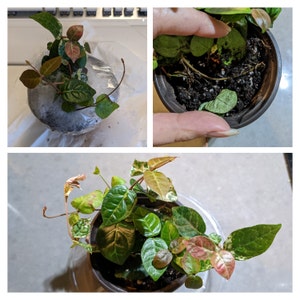 Monstera Adasoni Plant | Etsy