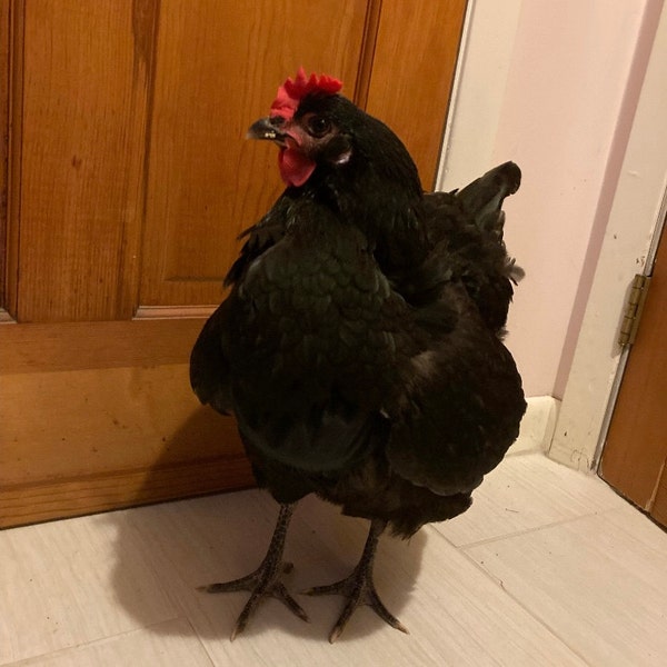 Chicken Bra, Crop Support, Pendulous Crop Support, Crop Bra, Hen Bra ...