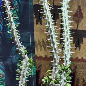False Ocotillo 2 Plants, Fully Rooted, Procera, Drought Resistant ...