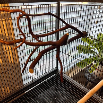 Manzanita Bird Perches Forked Multibranch Set of 4 With Hardware ...