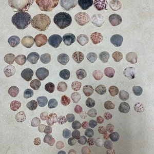 40pc Orange Calico Scallop Seashells - Etsy