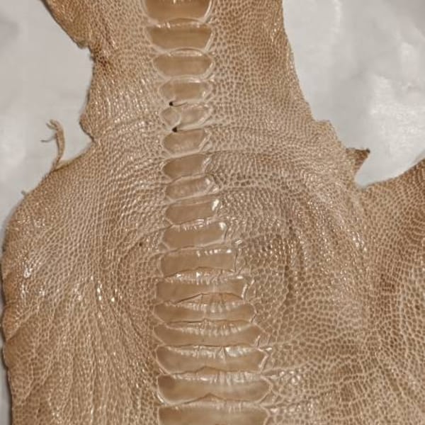 100% Genuine Ostrich Leather Ostrich Leg Skin Leather - Etsy