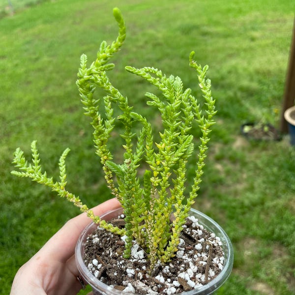 Giant Watch Chain, Princess Pine, Live Potted Succulent in 2" Pot - Etsy