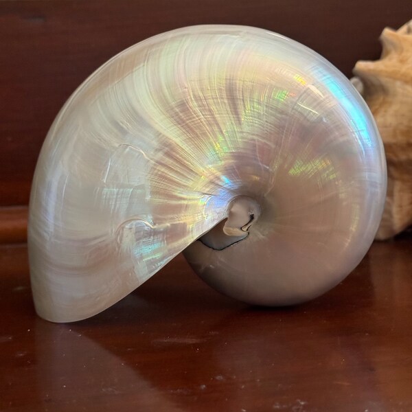 PEARLED NAUTILUS SHELLS *you Choose Size* Natural Display Shell Opal ...