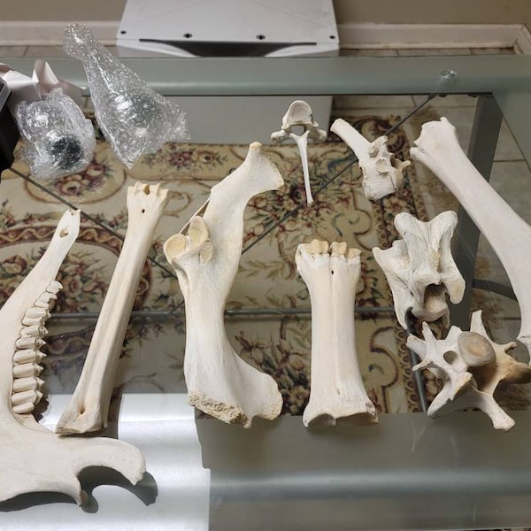 Elk Ulna (leg Bones) Cleaned/sanitized for Crafting/jewelry/sculpture ...