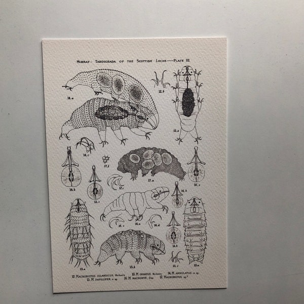 Tardigrade (water Bear) Anatomy Specimens PLATE 3 - SC-20-24 - Fine Art ...